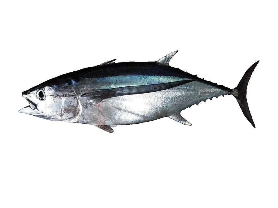 Kosher Fish List - Kosher Fish