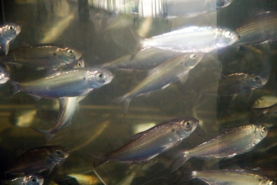 Kosher Fish List - Kosher Fish