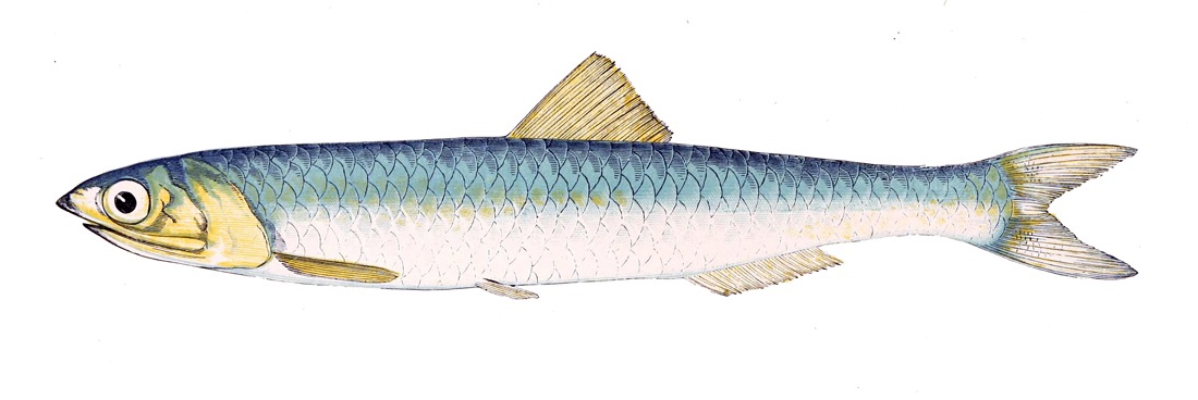 Kosher Fish List - Kosher Fish