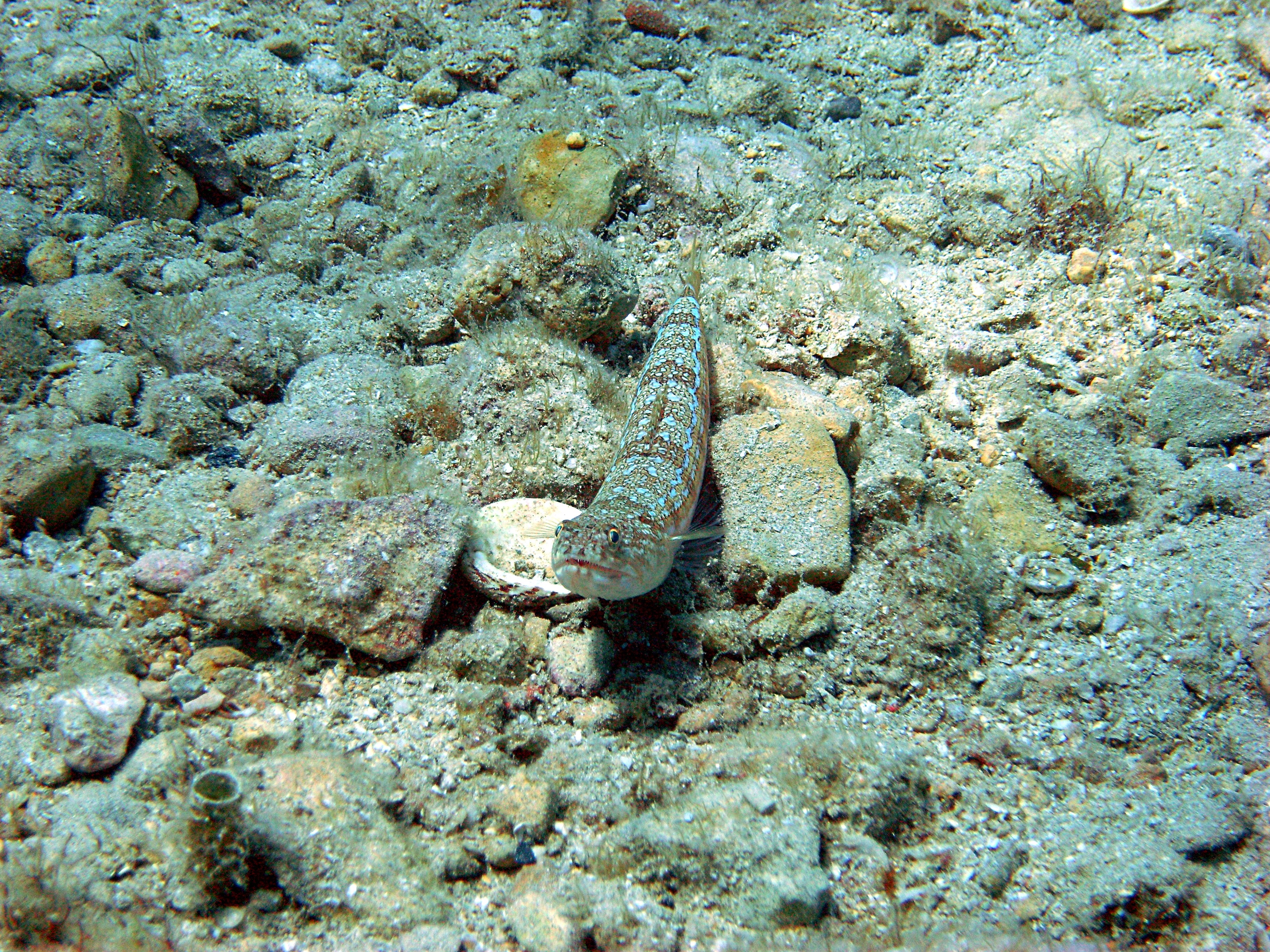 Kosher Fish List - Kosher Fish