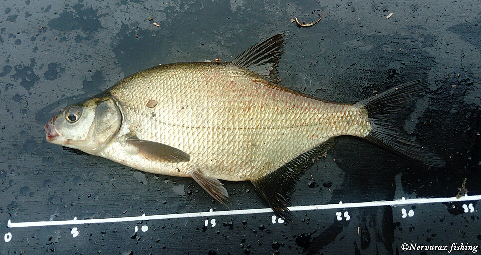 Kosher Fish List - Kosher Fish