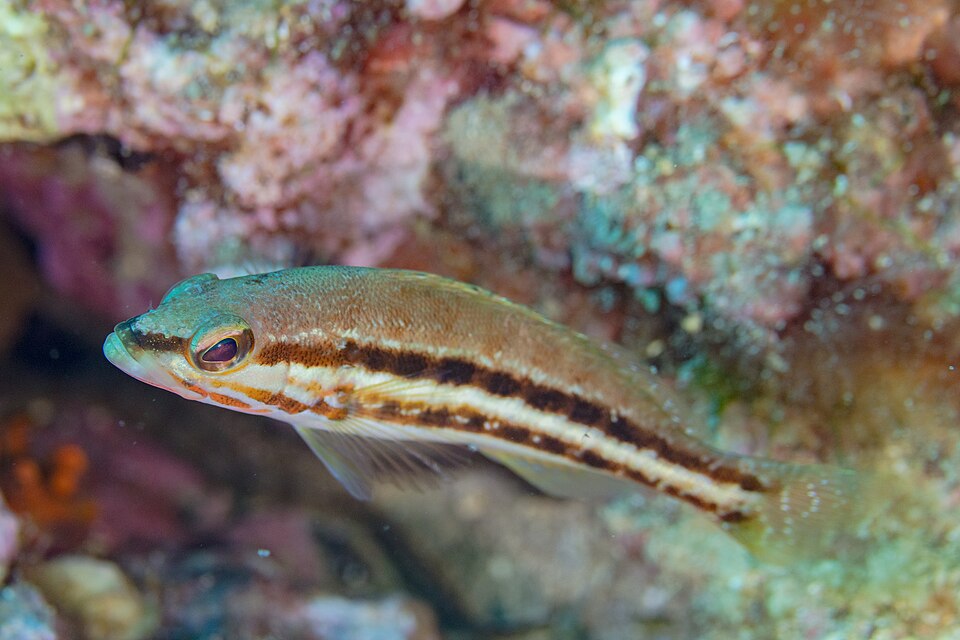 Kosher Fish List - Kosher Fish