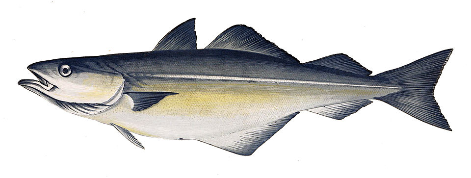 Kosher Fish List - Kosher Fish