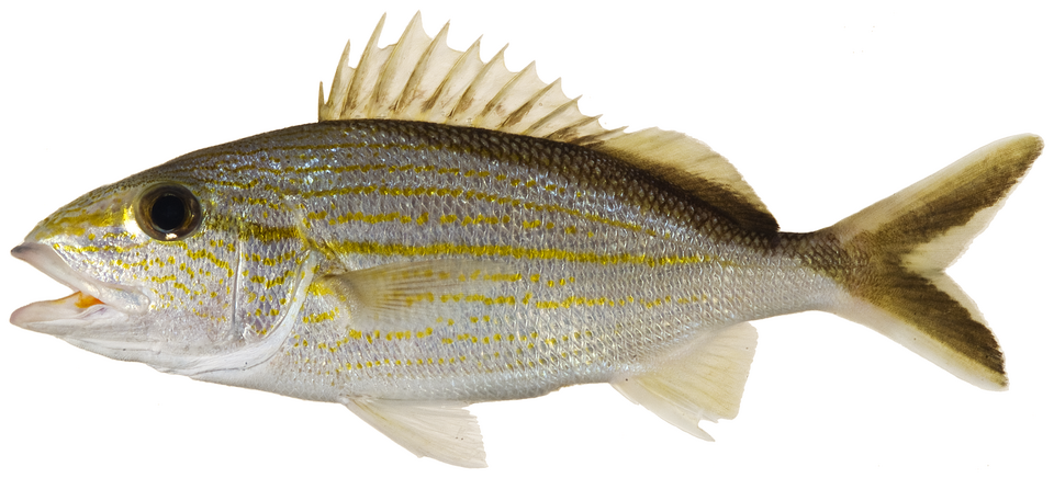 Kosher Fish List - Kosher Fish