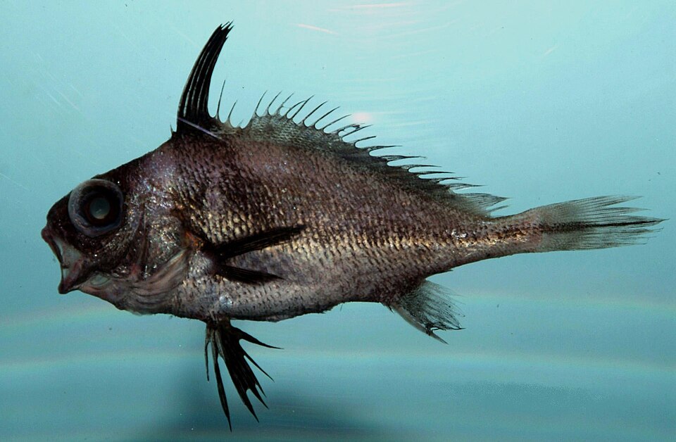 Kosher Fish List - Kosher Fish