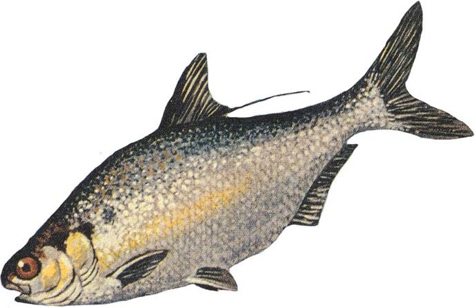 Kosher Fish List - Kosher Fish