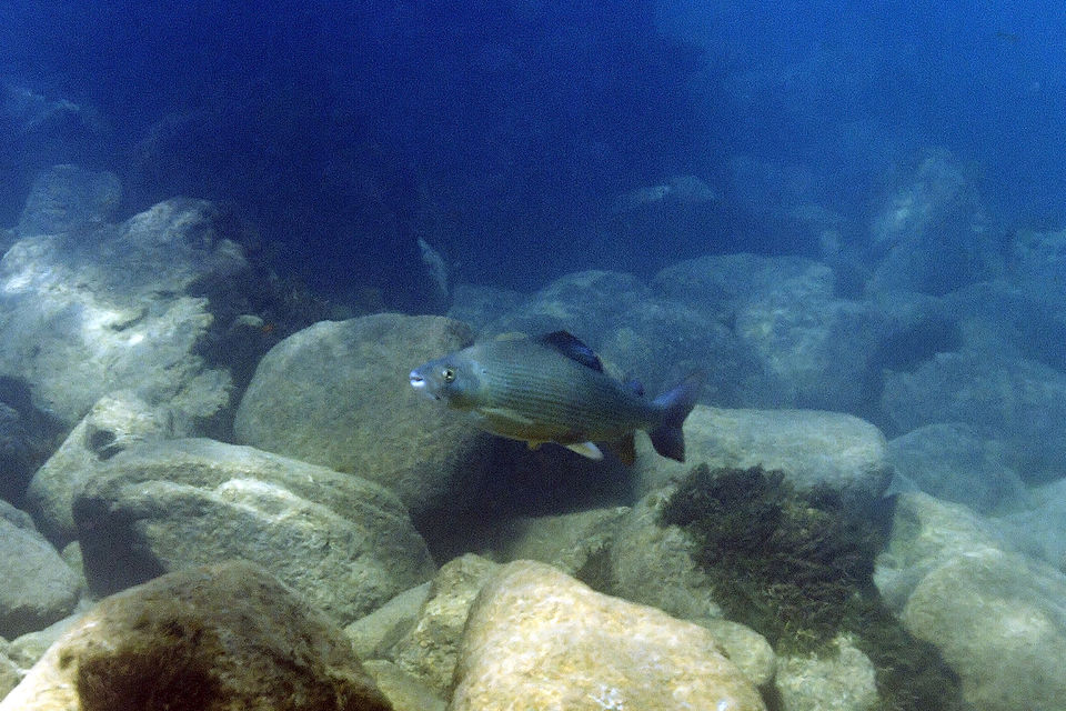 Kosher Fish List - Kosher Fish