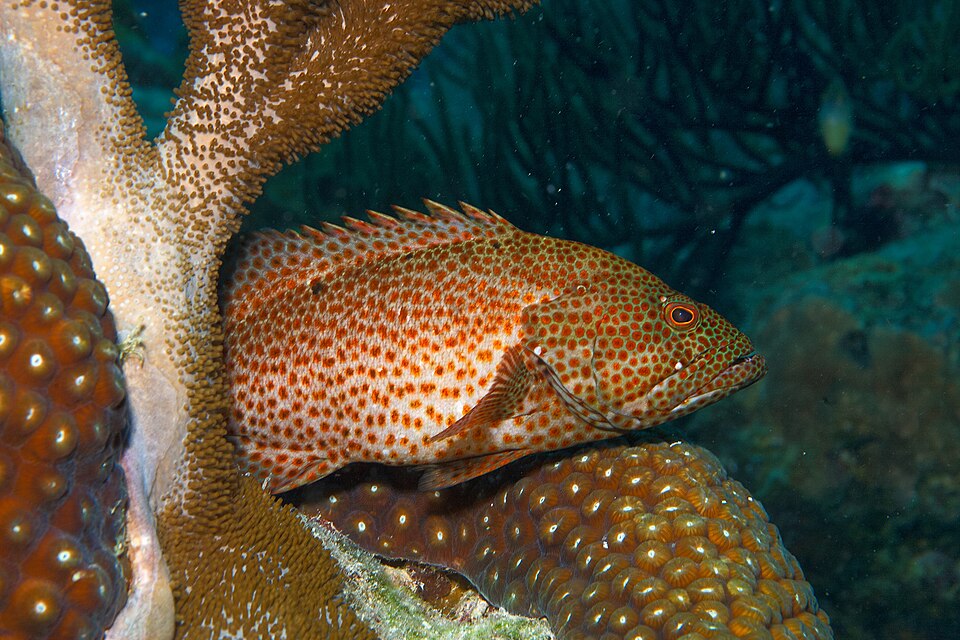 Kosher Fish List - Kosher Fish