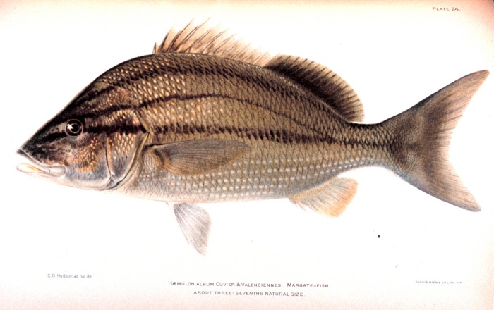 Kosher Fish List - Kosher Fish