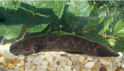 Kosher Fish List - Kosher Fish