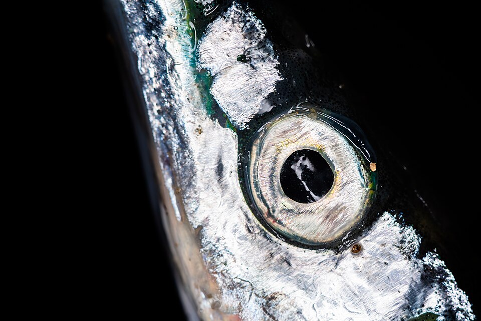 Kosher Fish List - Kosher Fish