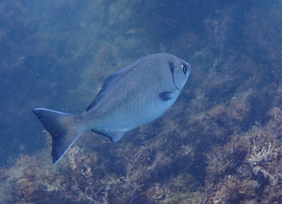 Kosher Fish List - Kosher Fish