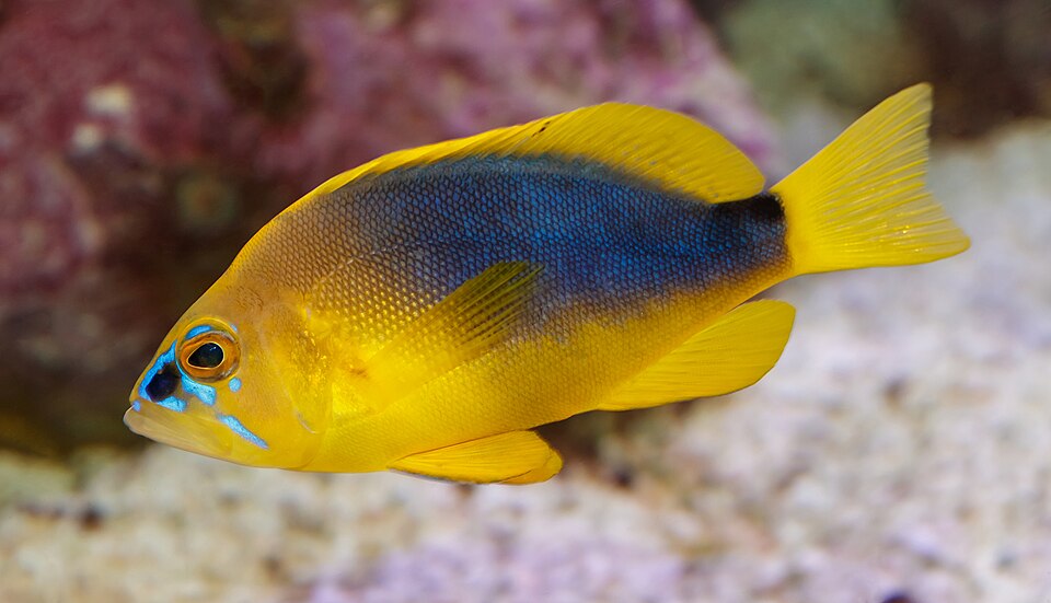 Kosher Fish List - Kosher Fish