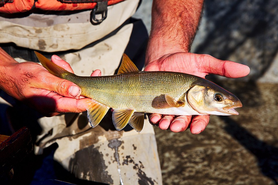 Kosher Fish List - Kosher Fish