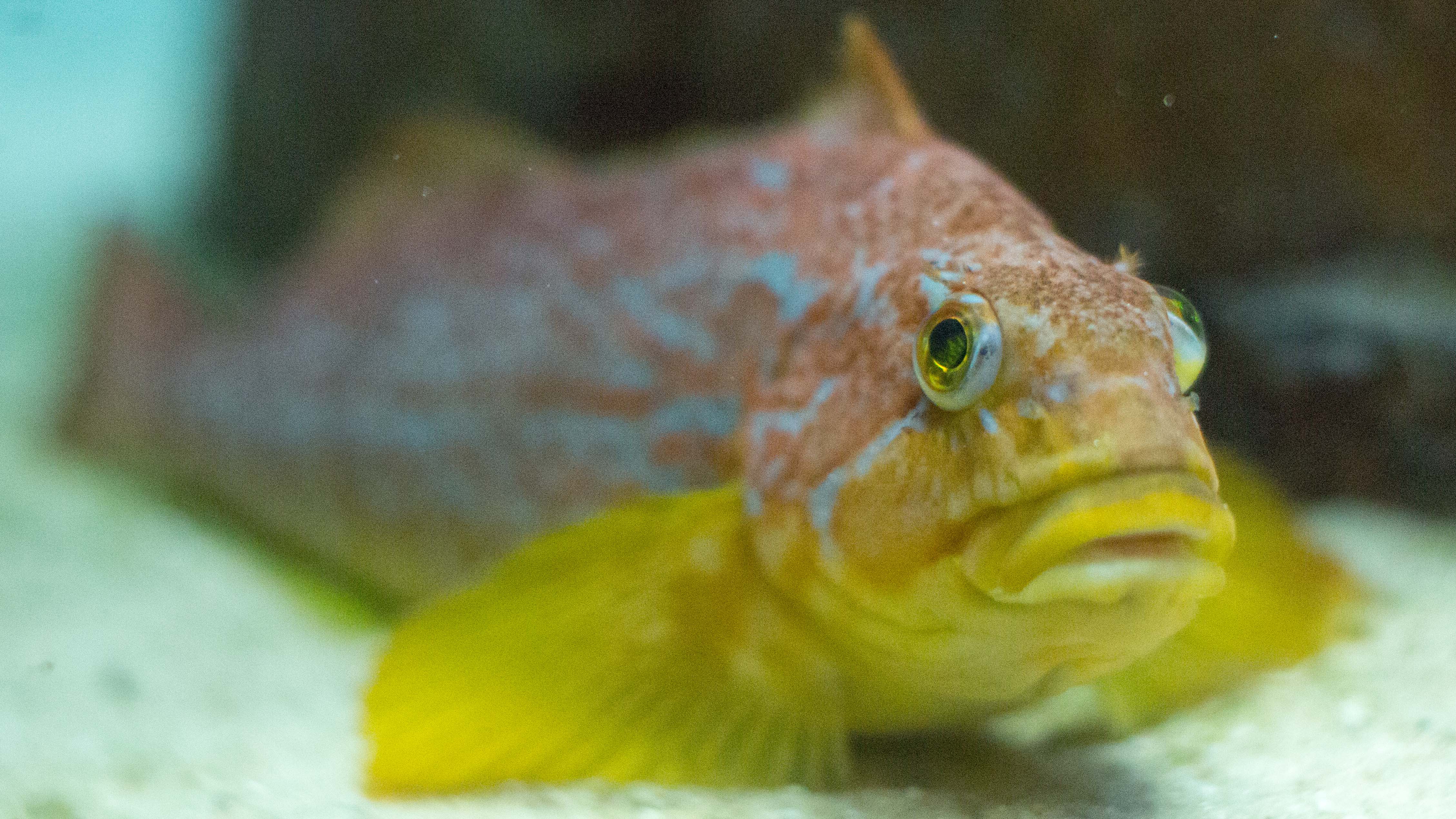 Kosher Fish List - Kosher Fish