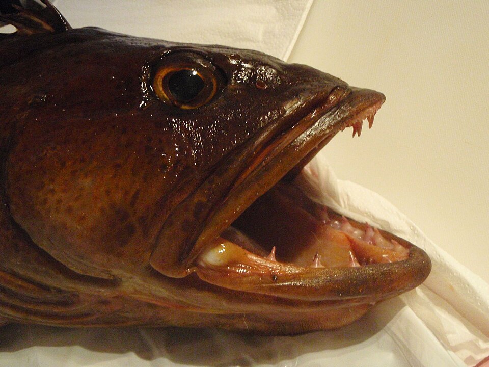 Kosher Fish List - Kosher Fish