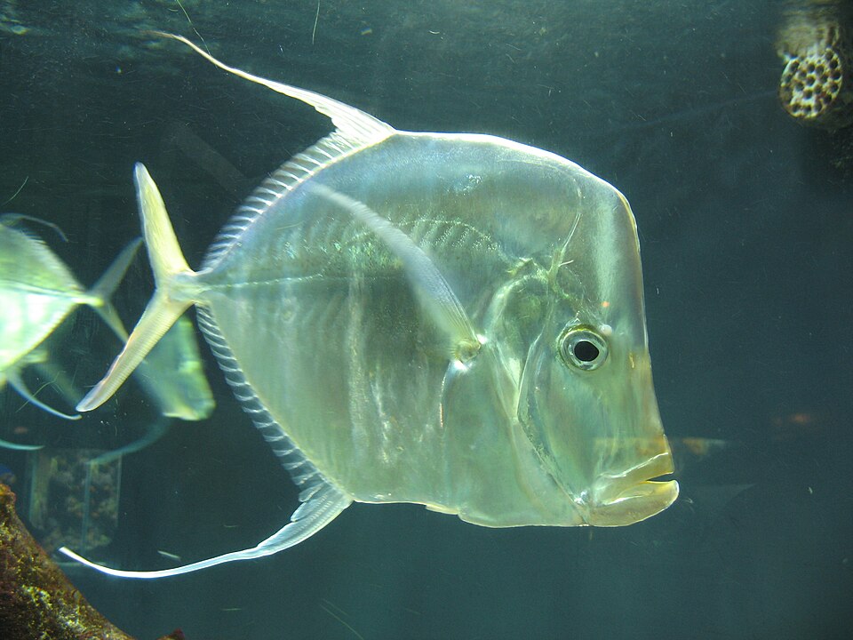 Kosher Fish List - Kosher Fish