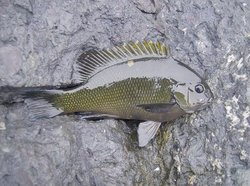 Kosher Fish List - Kosher Fish