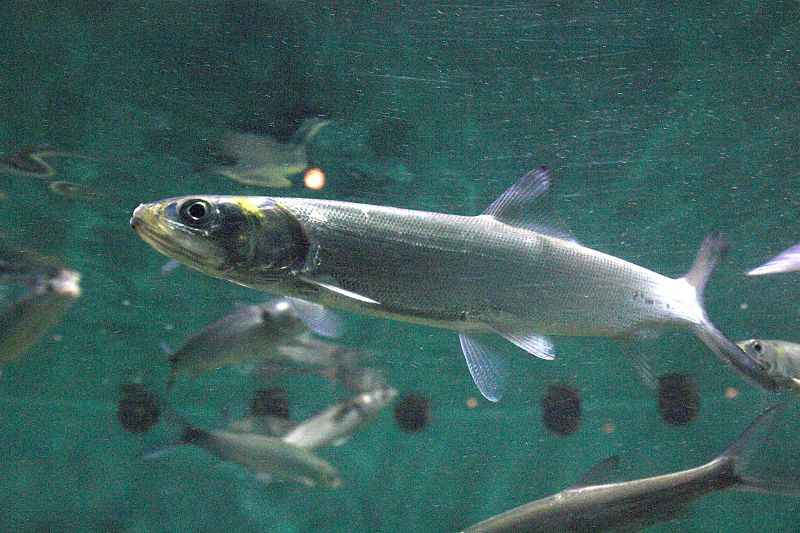 Kosher Fish List - Kosher Fish