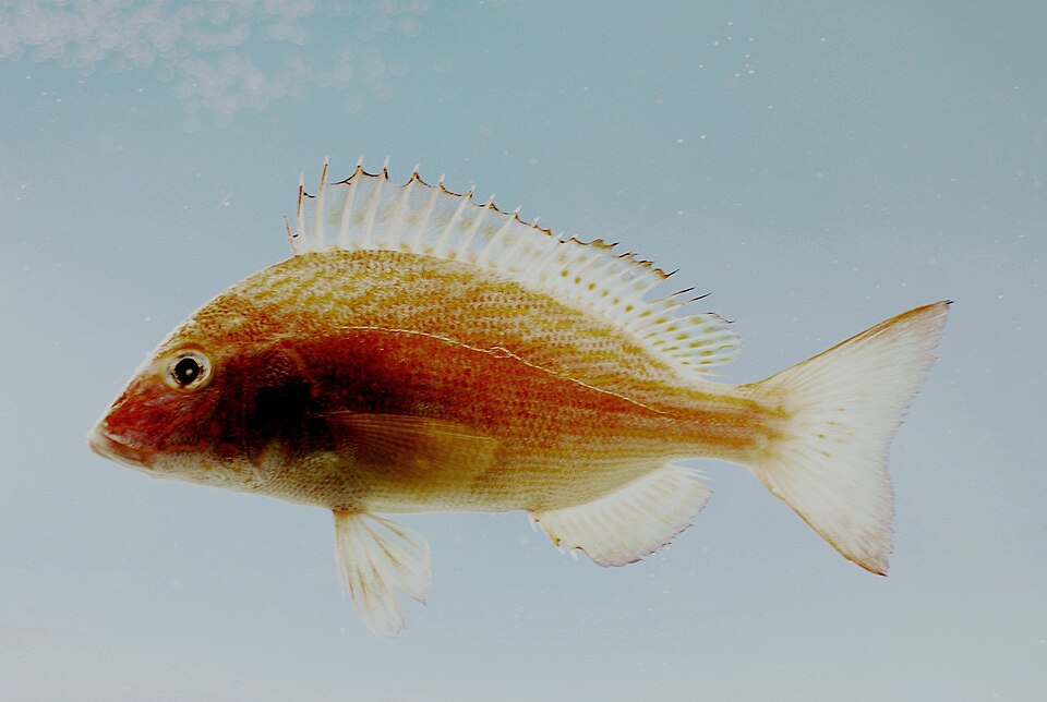 Kosher Fish List - Kosher Fish